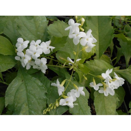 Duranta repens alba