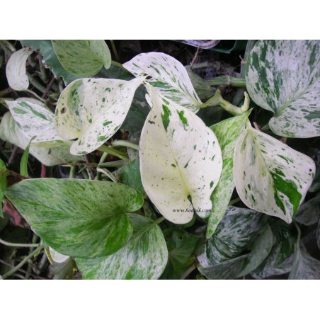 Scindapsus albo variegata