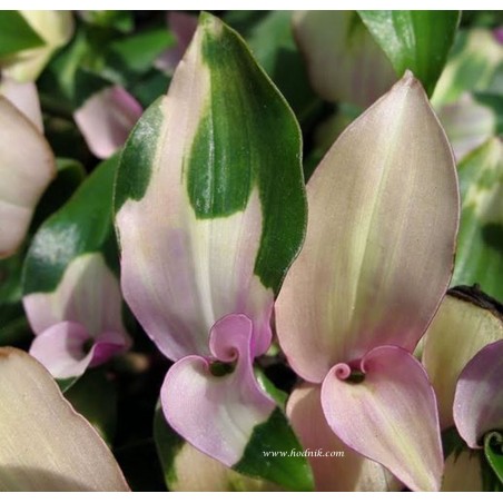 Tradescantia blushing bride
