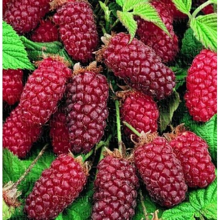Rubus tayberry murier